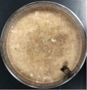 Ampelomyces quisqualis « Mycology Culture Collection