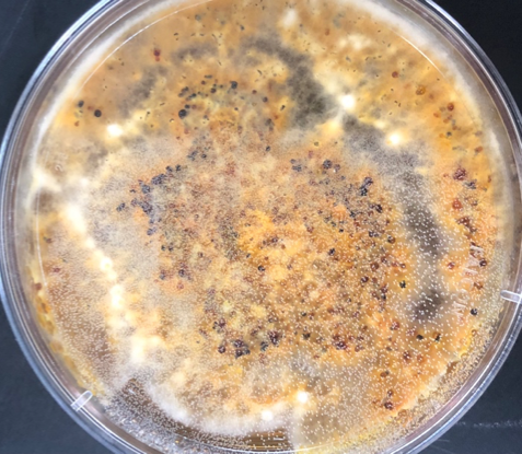 Fusarium « Mycology Culture Collection