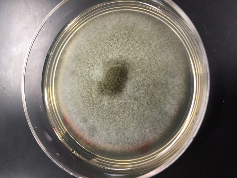 Trichoderma « Mycology Culture Collection