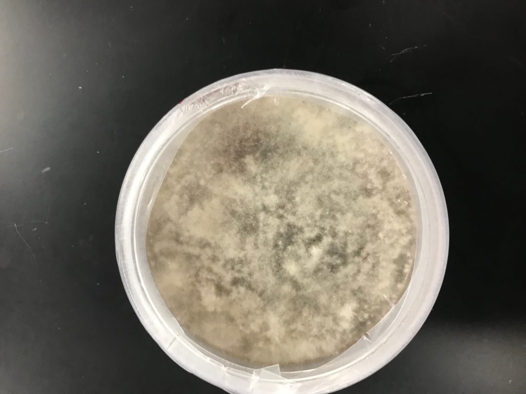 Botrytis sp. « Mycology Culture Collection