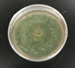 Trichoderma sp. « Mycology Culture Collection