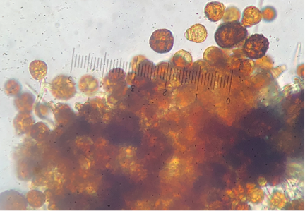 Podosphaera plantaginis « Mycology Culture Collection